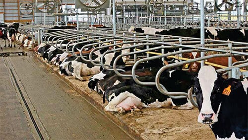 Barn Equipment | Progressive Dairy Systems